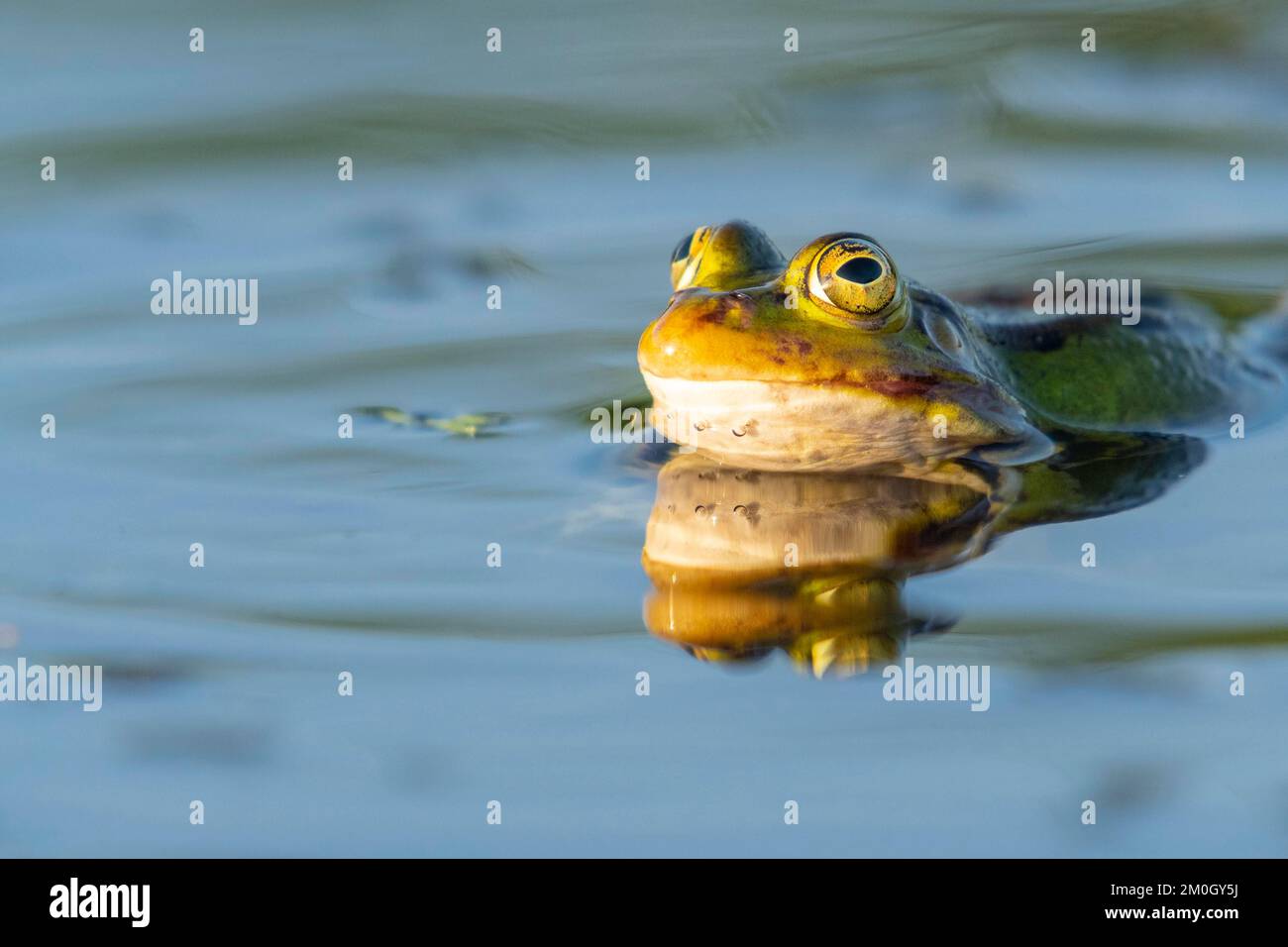 Moor frog norway hi-res stock photography and images - Alamy