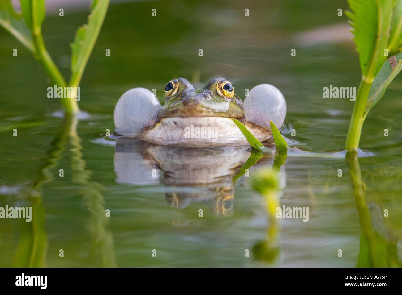 Moor frog norway hi-res stock photography and images - Alamy