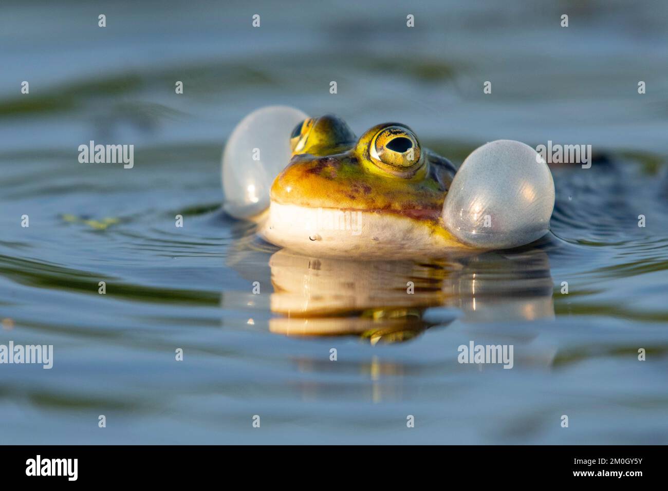 Moor frog norway hi-res stock photography and images - Alamy