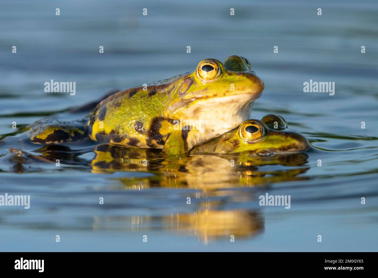Moor frog norway hi-res stock photography and images - Alamy