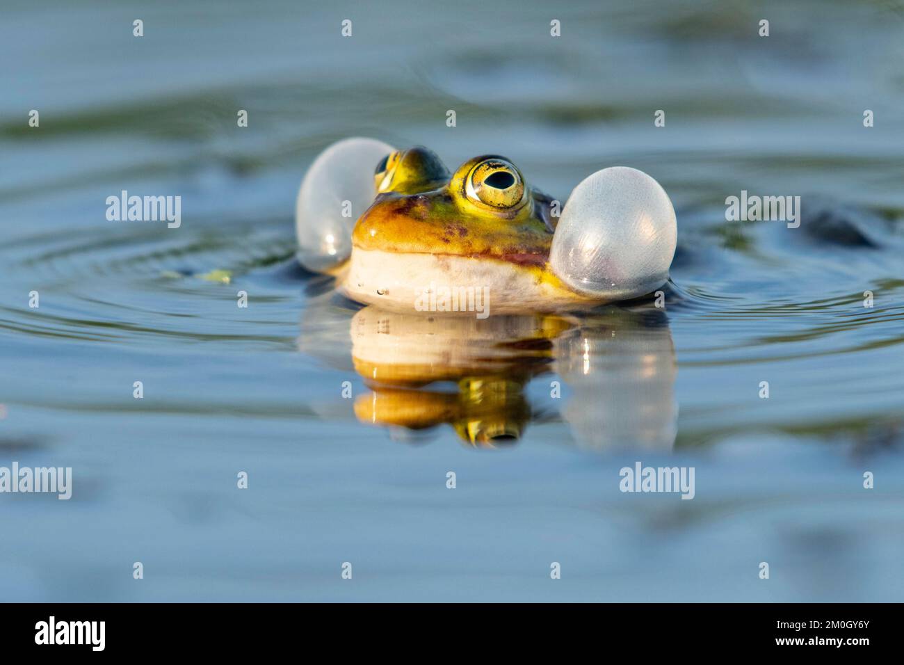 Moor frog norway hi-res stock photography and images - Alamy