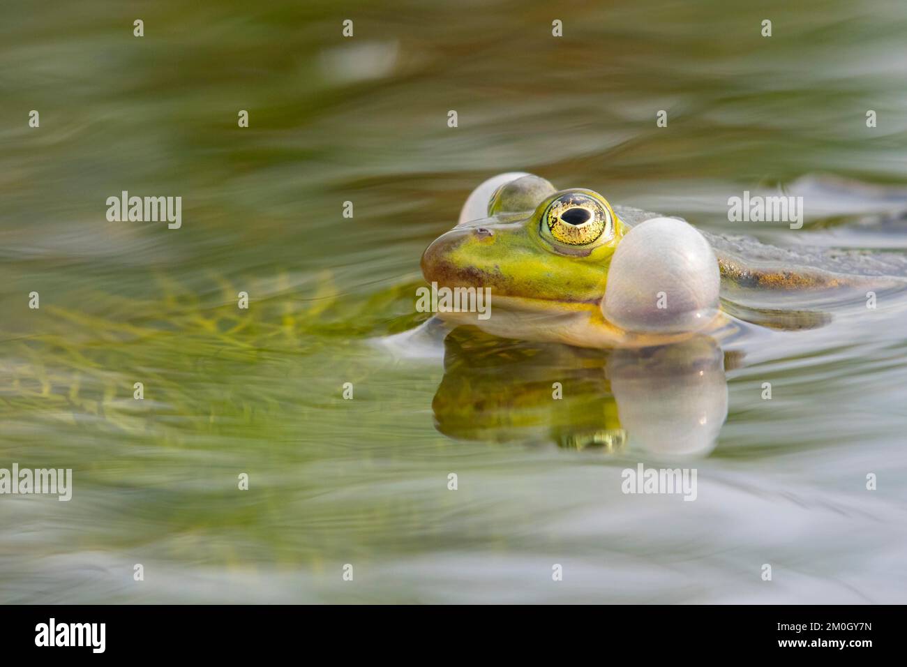 Moor frog norway hi-res stock photography and images - Alamy