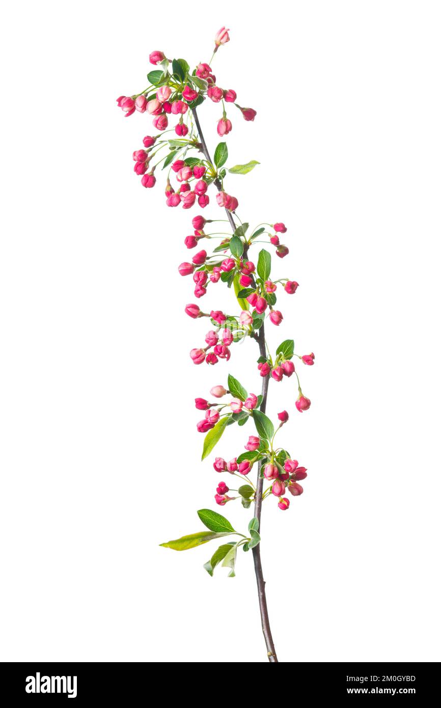 Dwarf cherry-apple (Malus Tina), exempted, Höltinghausen, Lower Saxony ...