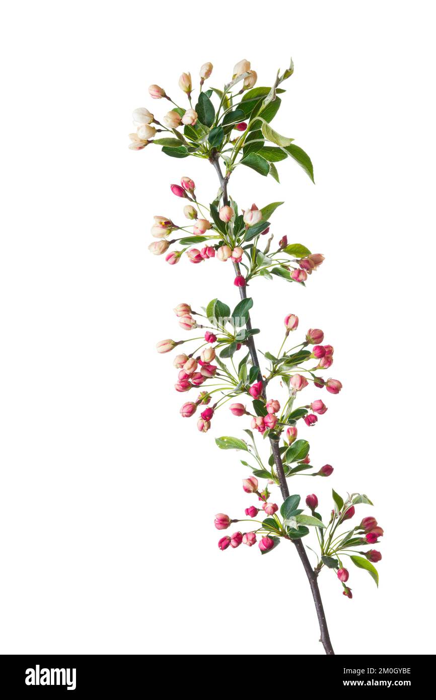 Dwarf cherry-apple (Malus Tina), exempted, Höltinghausen, Lower Saxony ...