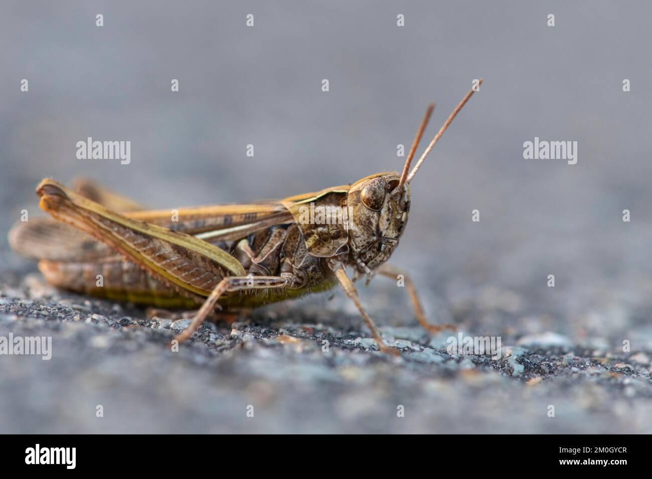 Flying grasshopper hi-res stock photography and images - Alamy
