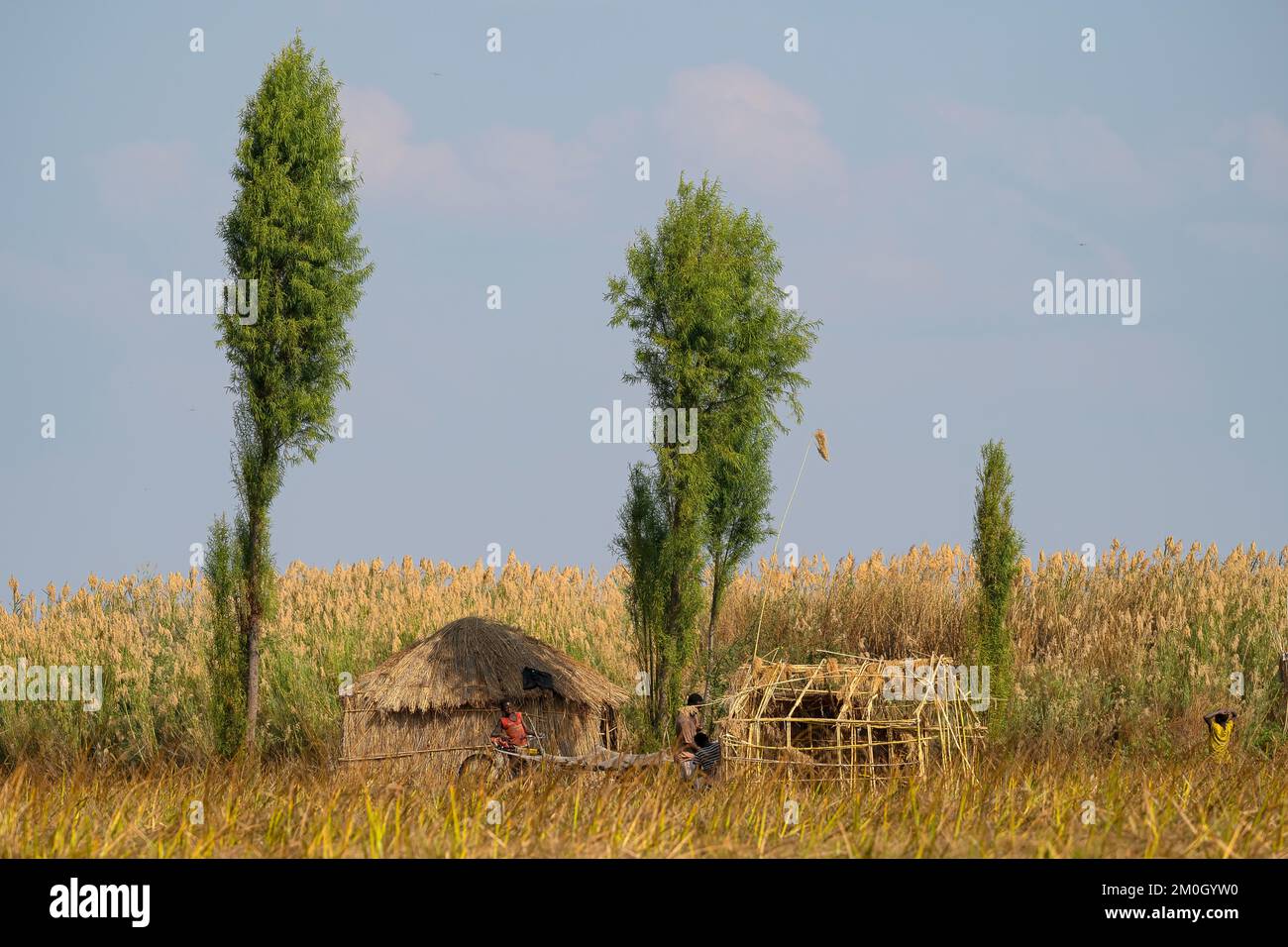 Hut with young people in front of reed belt, Bangweulu Swamps, Zambia ...