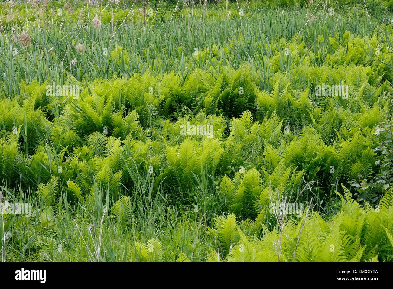 North canada landscape hi-res stock photography and images - Alamy