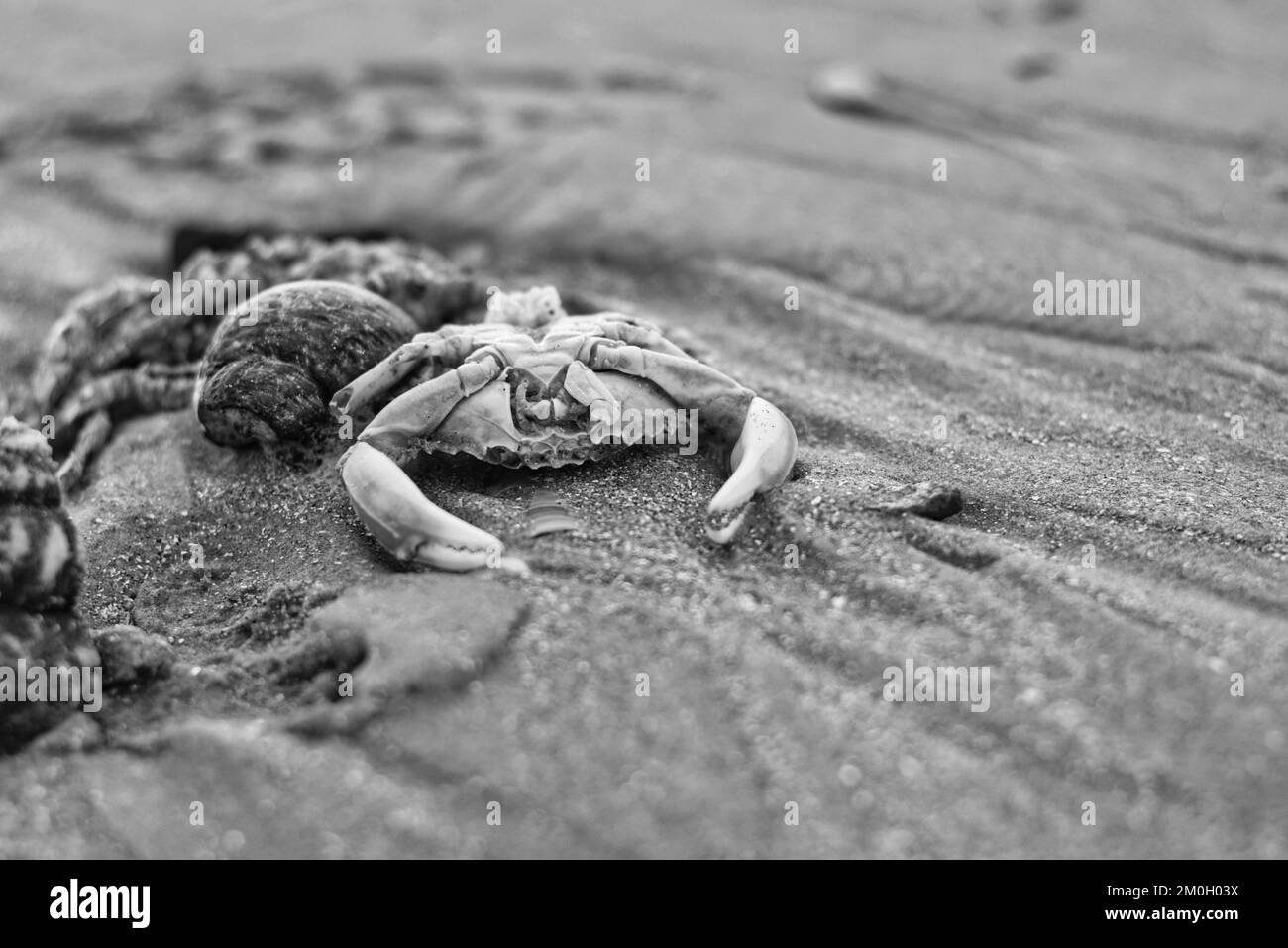 A grayscale of a dead crab on the sand on a beach Stock Photo - Alamy