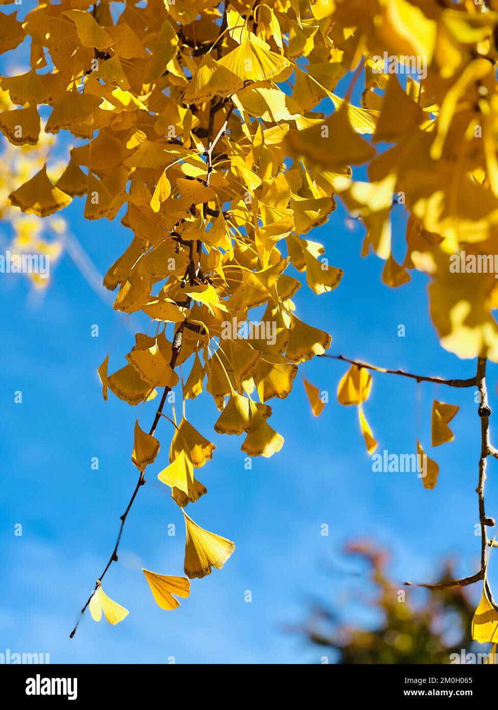A low angle shot of a twig of a tree with beautiful yellow leaves ...