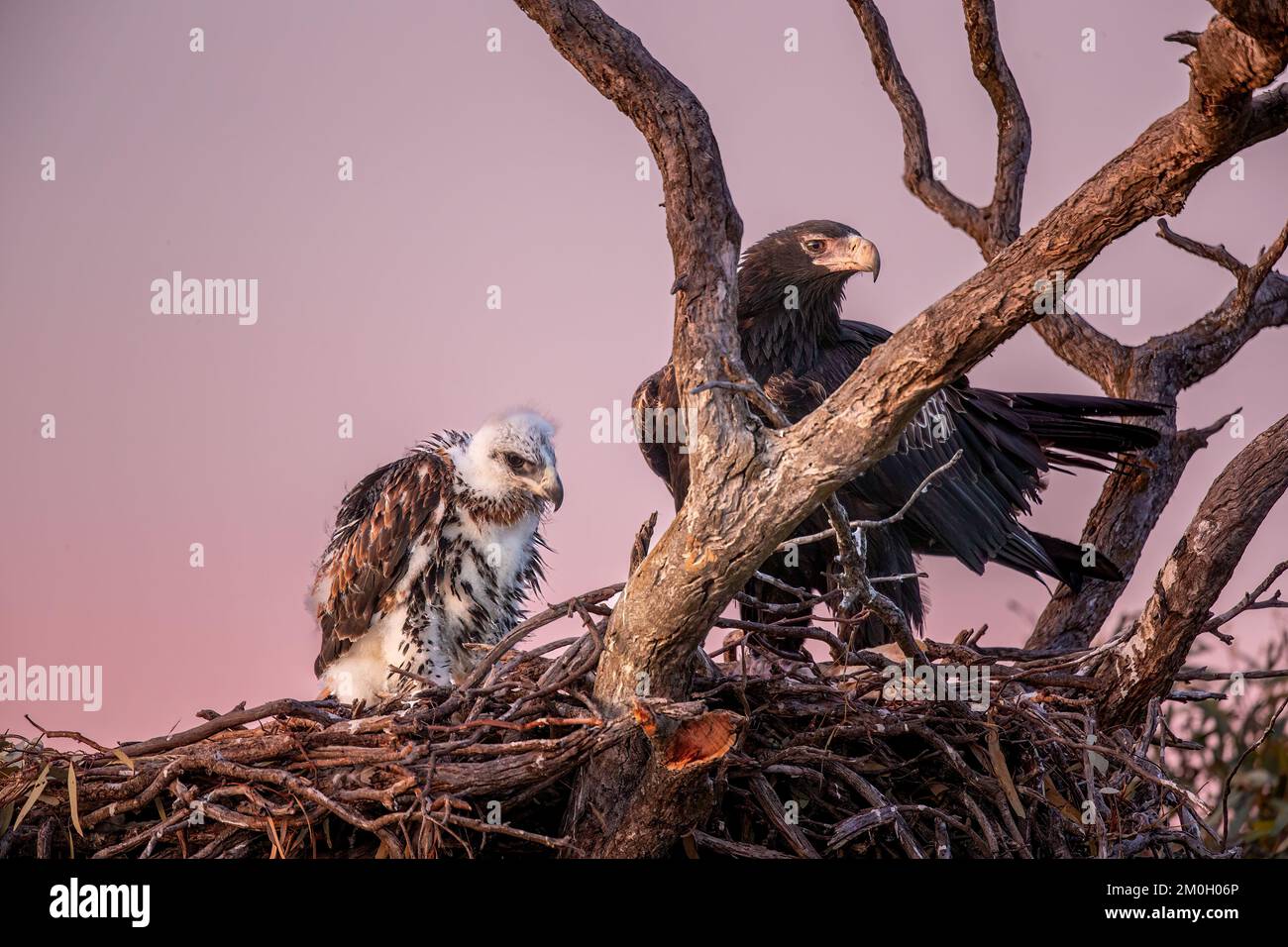 A beautiful Wedge-tailed Eagle mum with its young kid at the nest on a ...