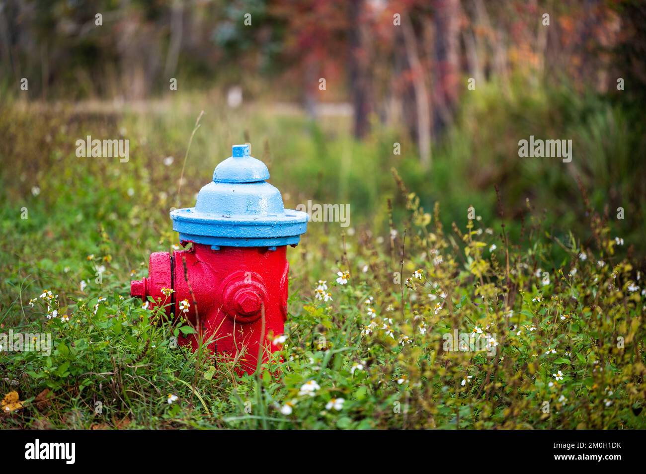 Fire hydrant in plants hi-res stock photography and images - Alamy