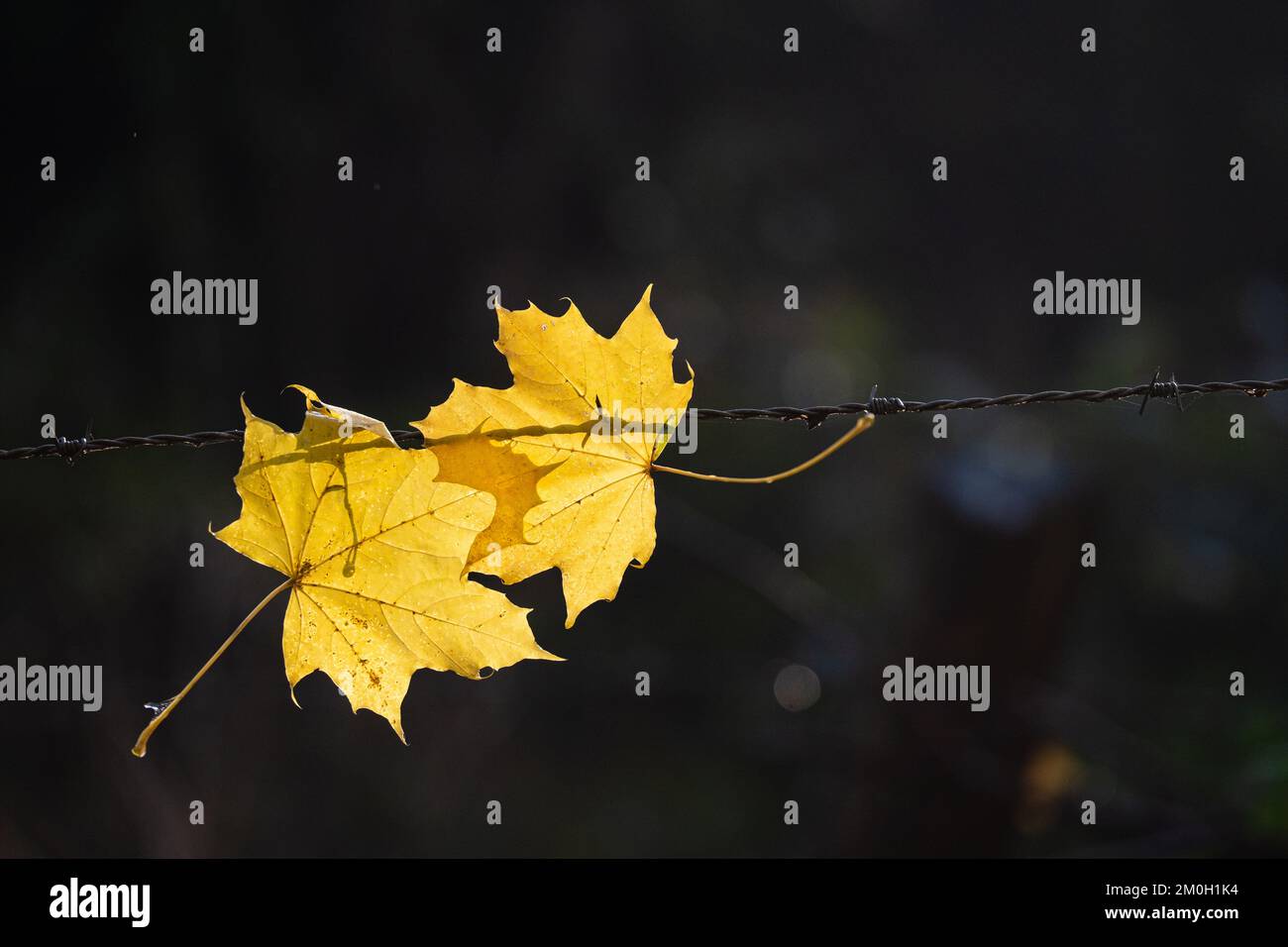 France, Ste Foy les Lyon, 2022-12-05. Two yellow leaves hanging on a ...