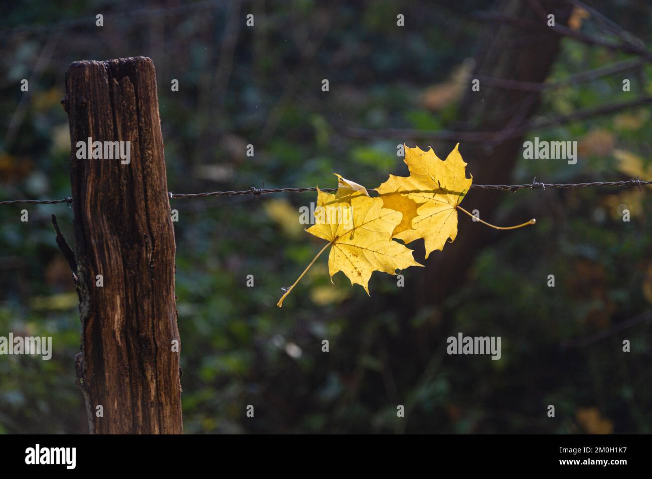 France, Ste Foy les Lyon, 2022-12-05. Two yellow leaves hanging on a ...
