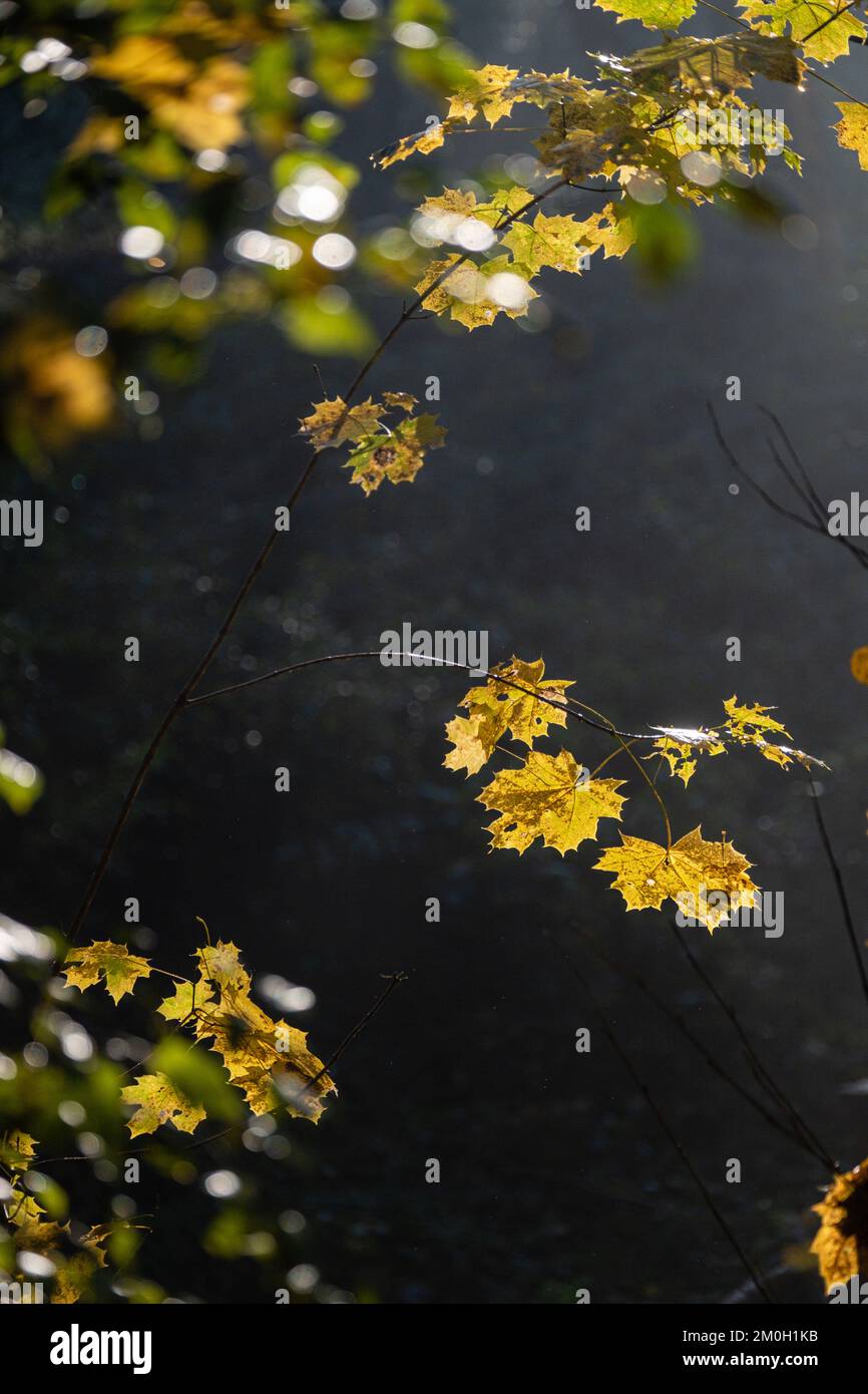 France, Ste Foy les Lyon, 2022-12-05. Last autumn leaves in the trees ...