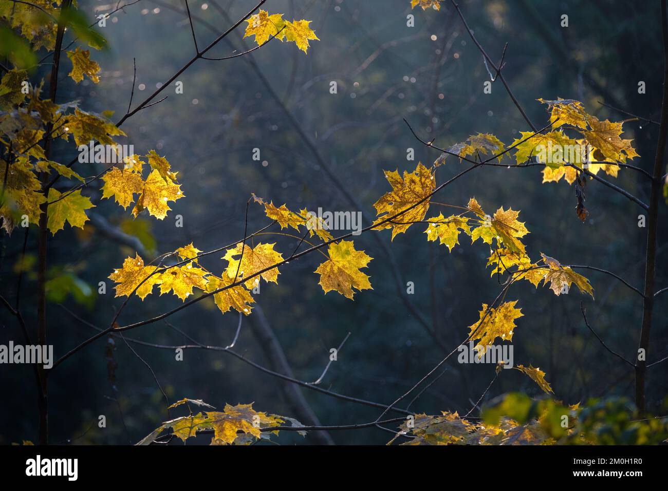France, Ste Foy les Lyon, 2022-12-05. Yellow leaves on branches in a ...