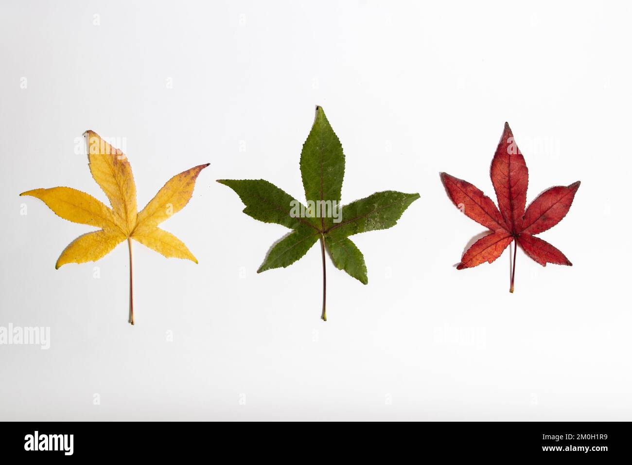 Yellow, green, and red sweetgum leaves on white. Autumn background ...