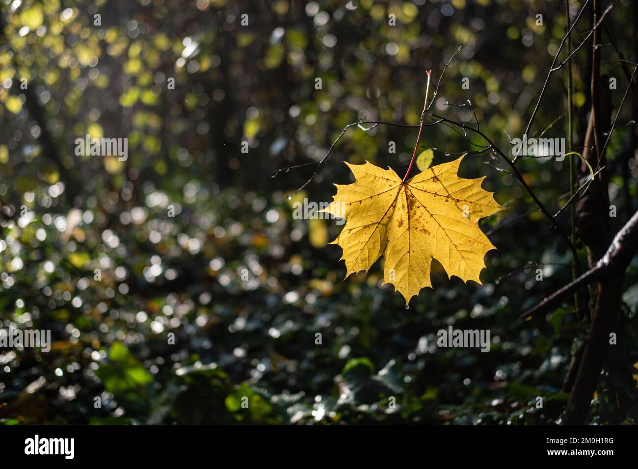 France, Ste Foy les Lyon, 2022-12-05. A yellow leaf hanging on a branch ...