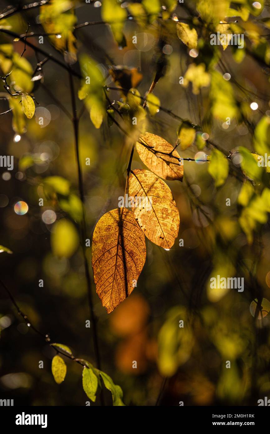 France, Ste Foy les Lyon, 2022-12-05. Yellow leaves on branches in a ...