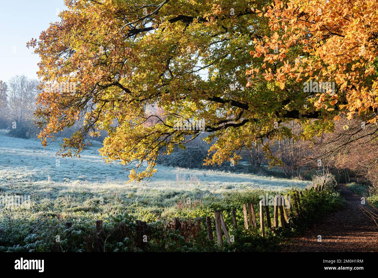 France, Ste Foy les Lyon, 2022-12-05. A tree with its yellow and orange ...