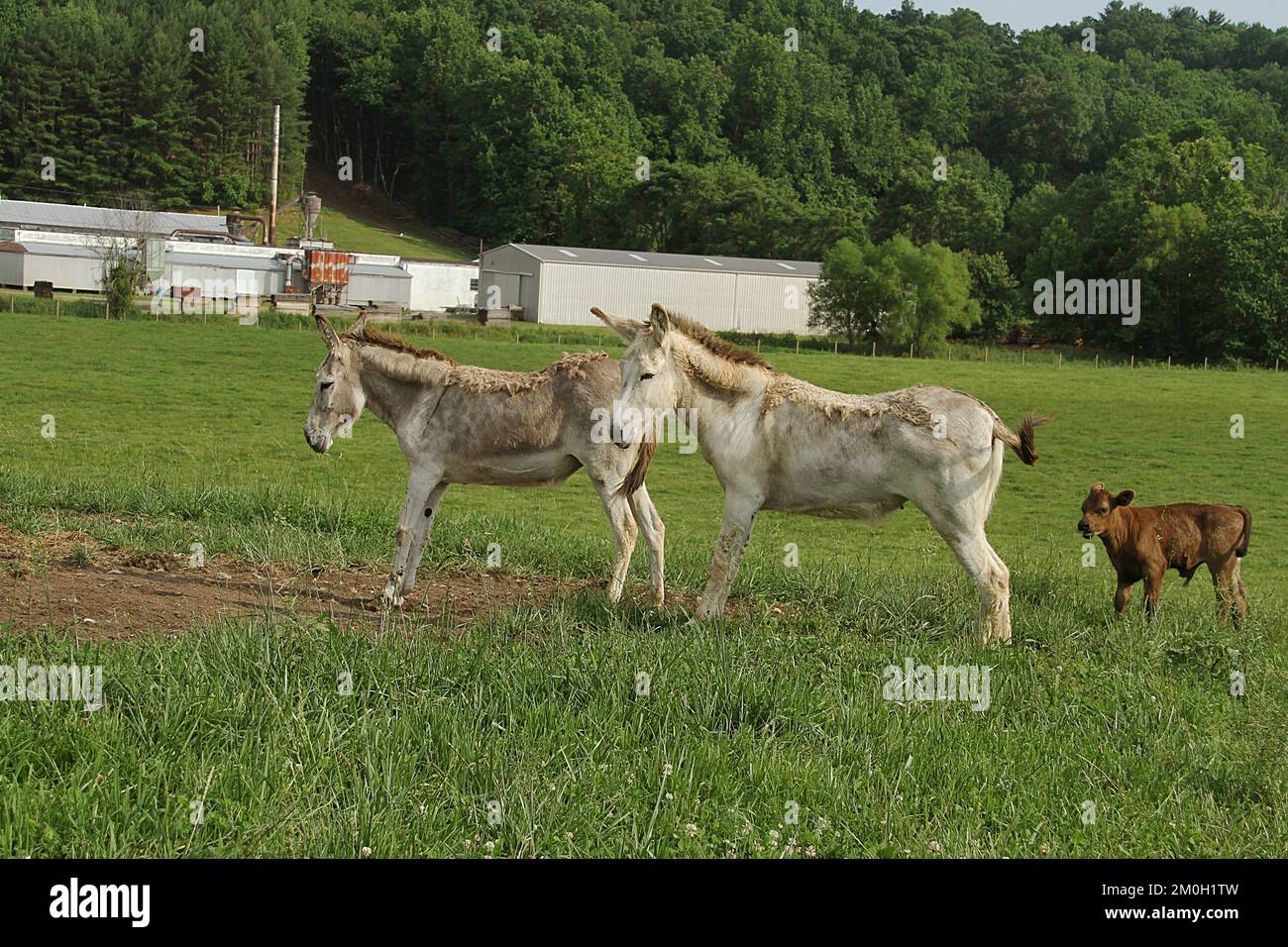 Donkeys at a farm in Virginia, USA Stock Photo - Alamy