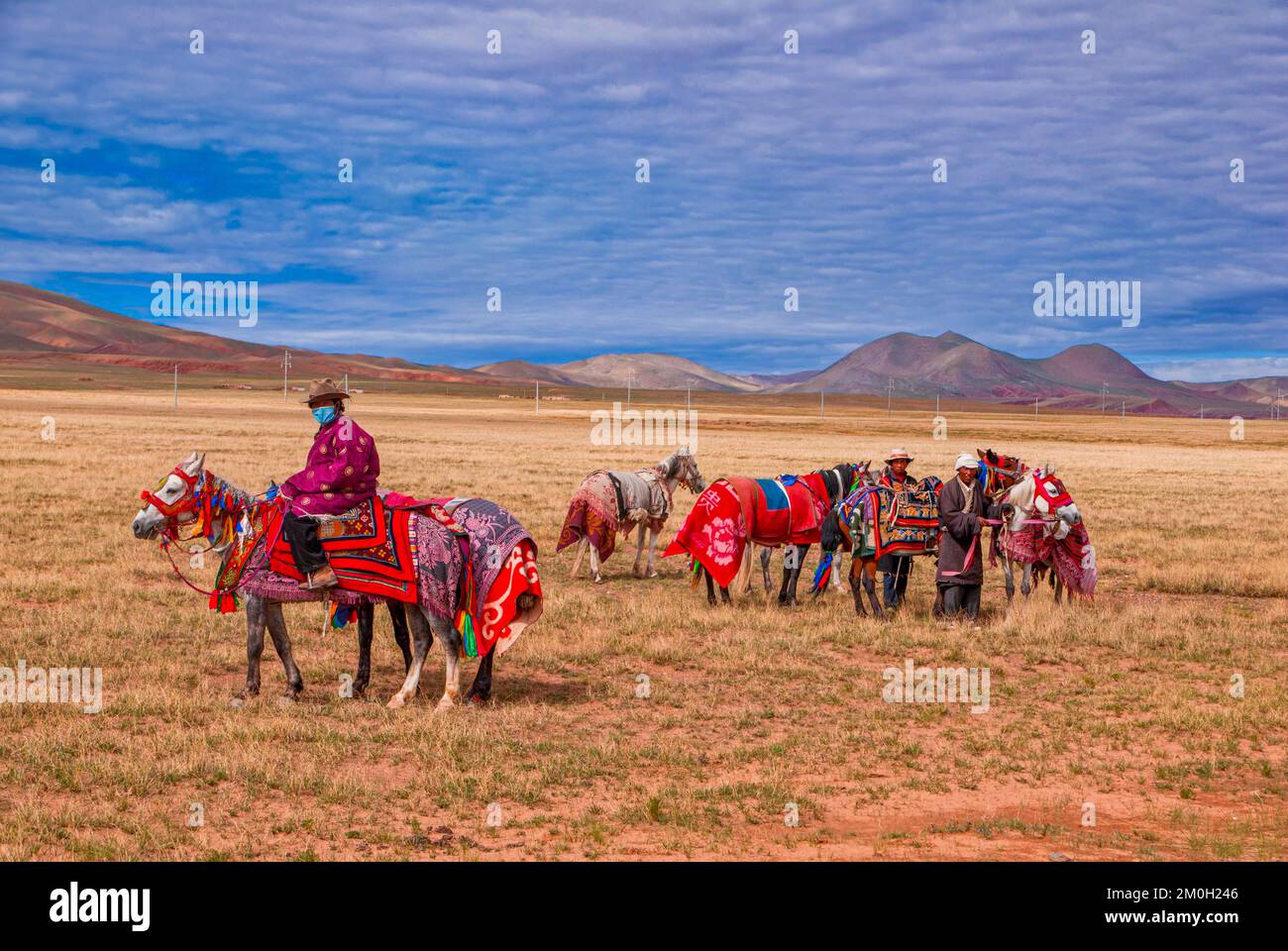 Traditional dressed horserider along the road from Gerze to Tsochen ...