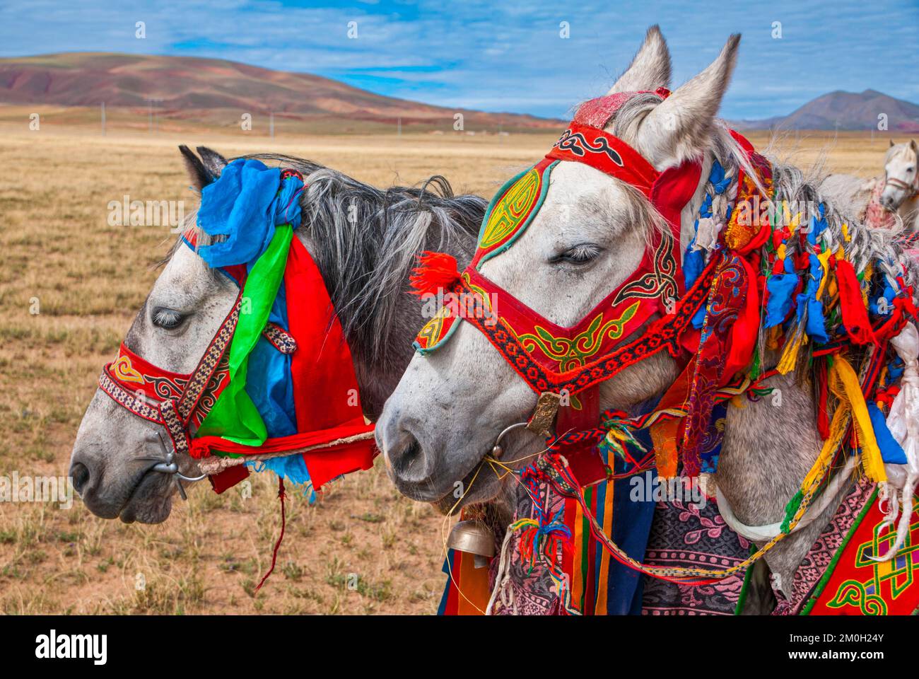 Traditional dressed horserider along the road from Gerze to Tsochen ...
