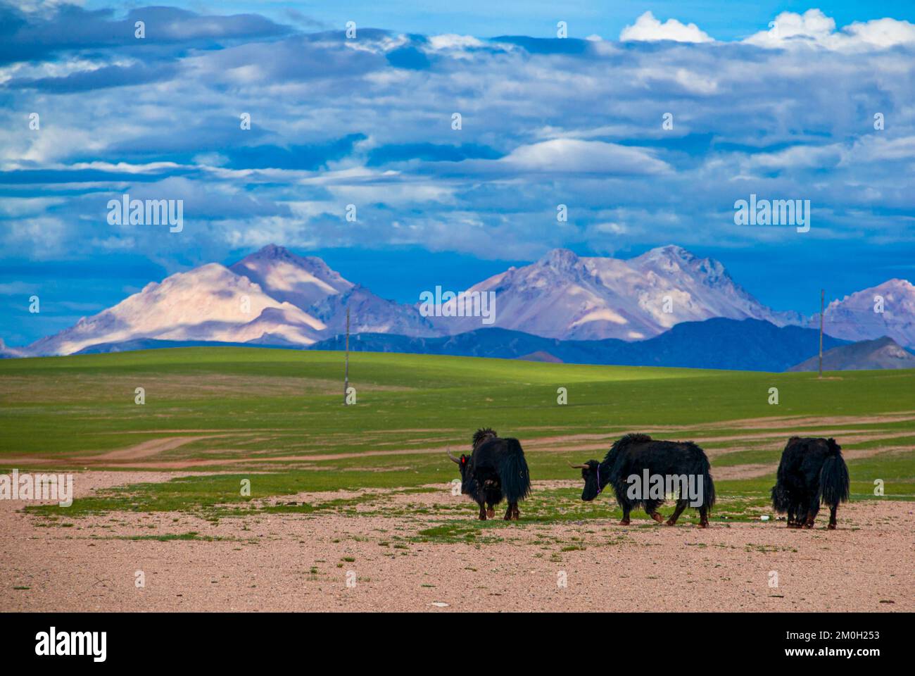 Yaks on a open wide tibetan landscape along the road from Tsochen to Lhasa, Western Tibet, Asia ...