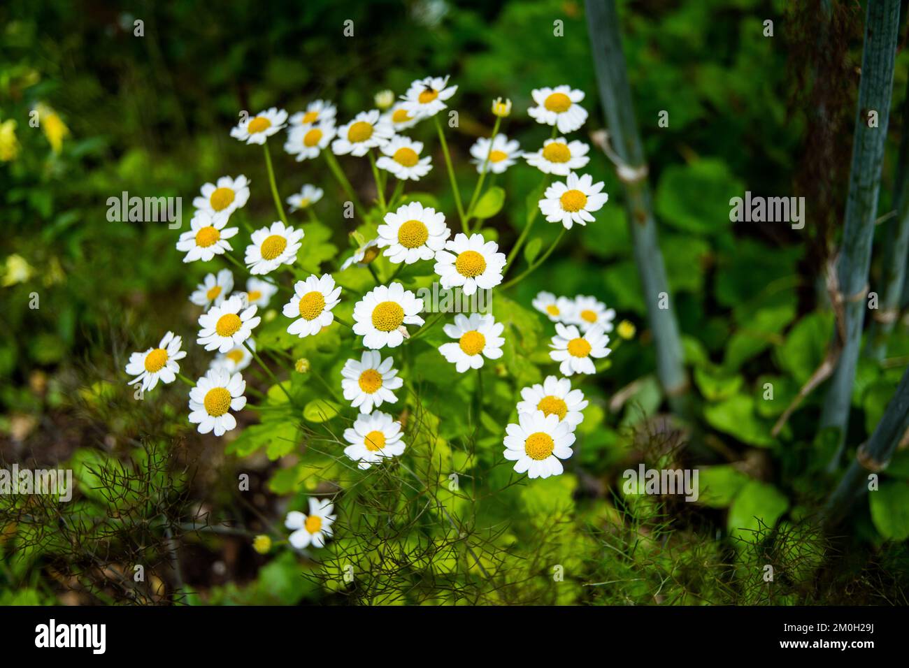 The pretty white feverfew flowers in the field Stock Photo - Alamy