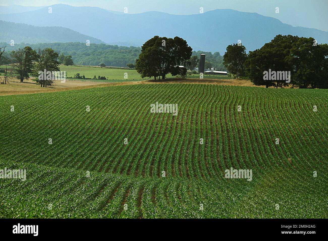 Large corn field hi-res stock photography and images - Alamy