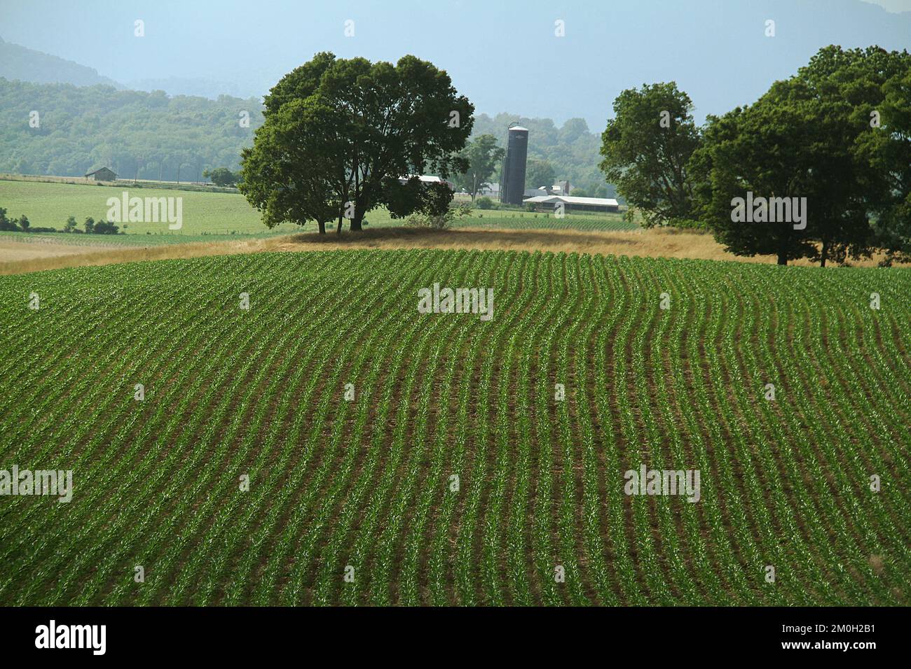 Large corn field hi-res stock photography and images - Alamy