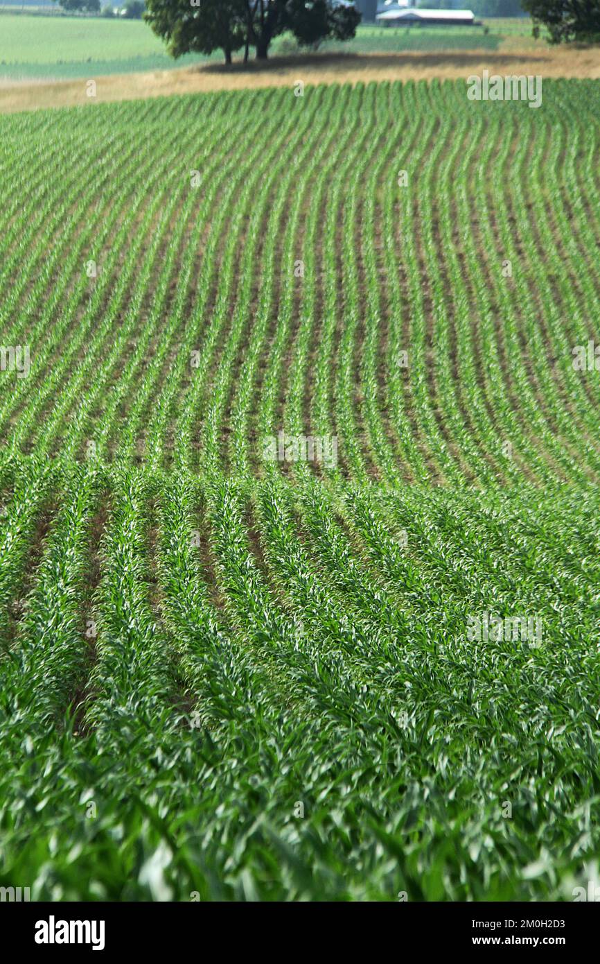 Large corn field hi-res stock photography and images - Alamy