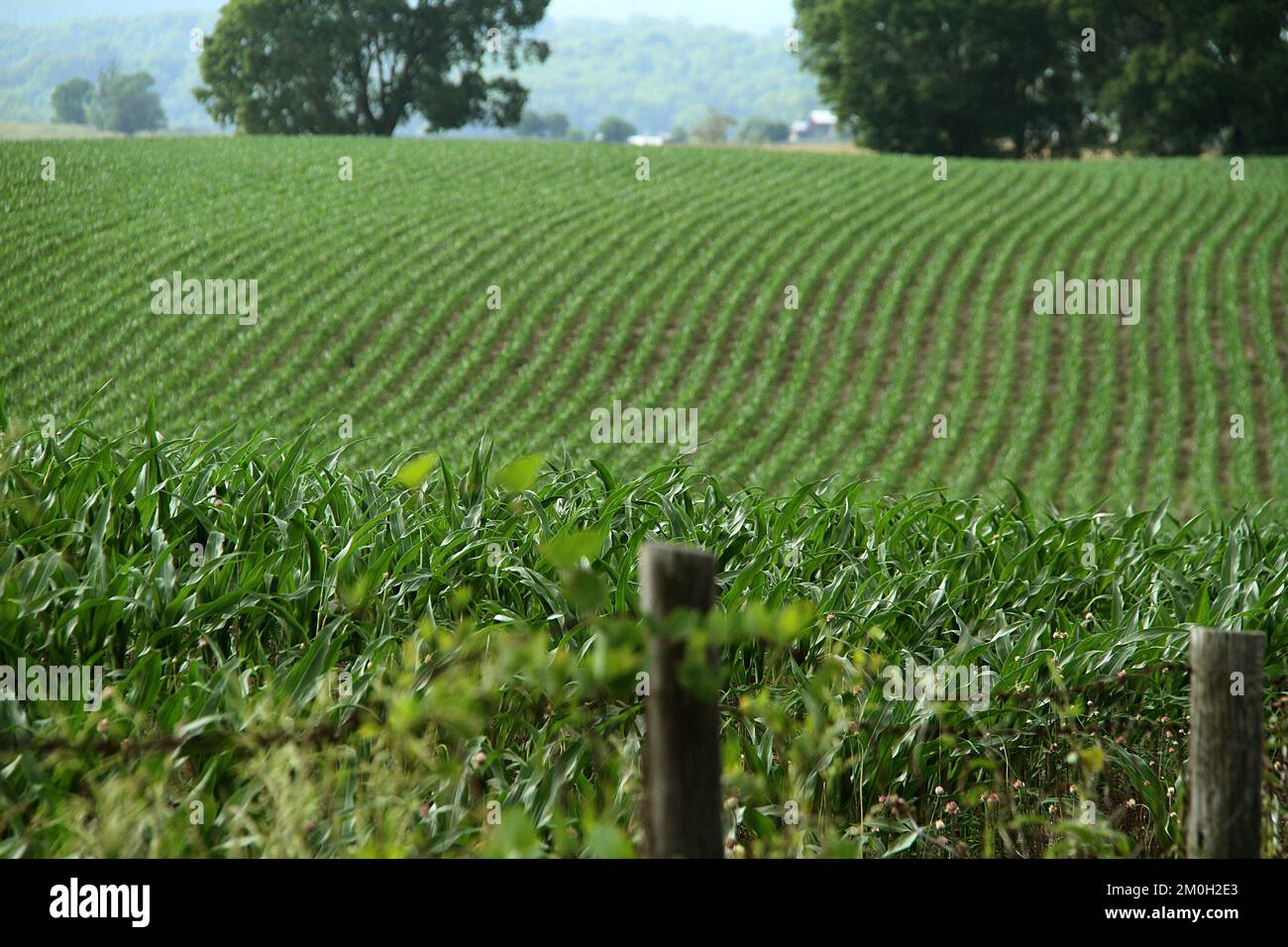 Large corn field hi-res stock photography and images - Alamy
