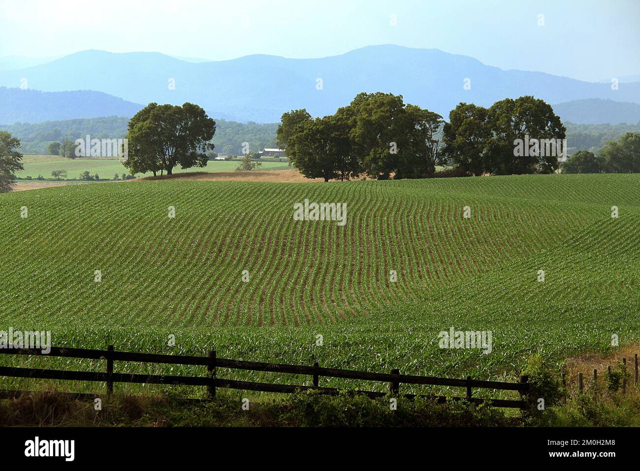 Large corn field in Virginia, USA Stock Photo - Alamy