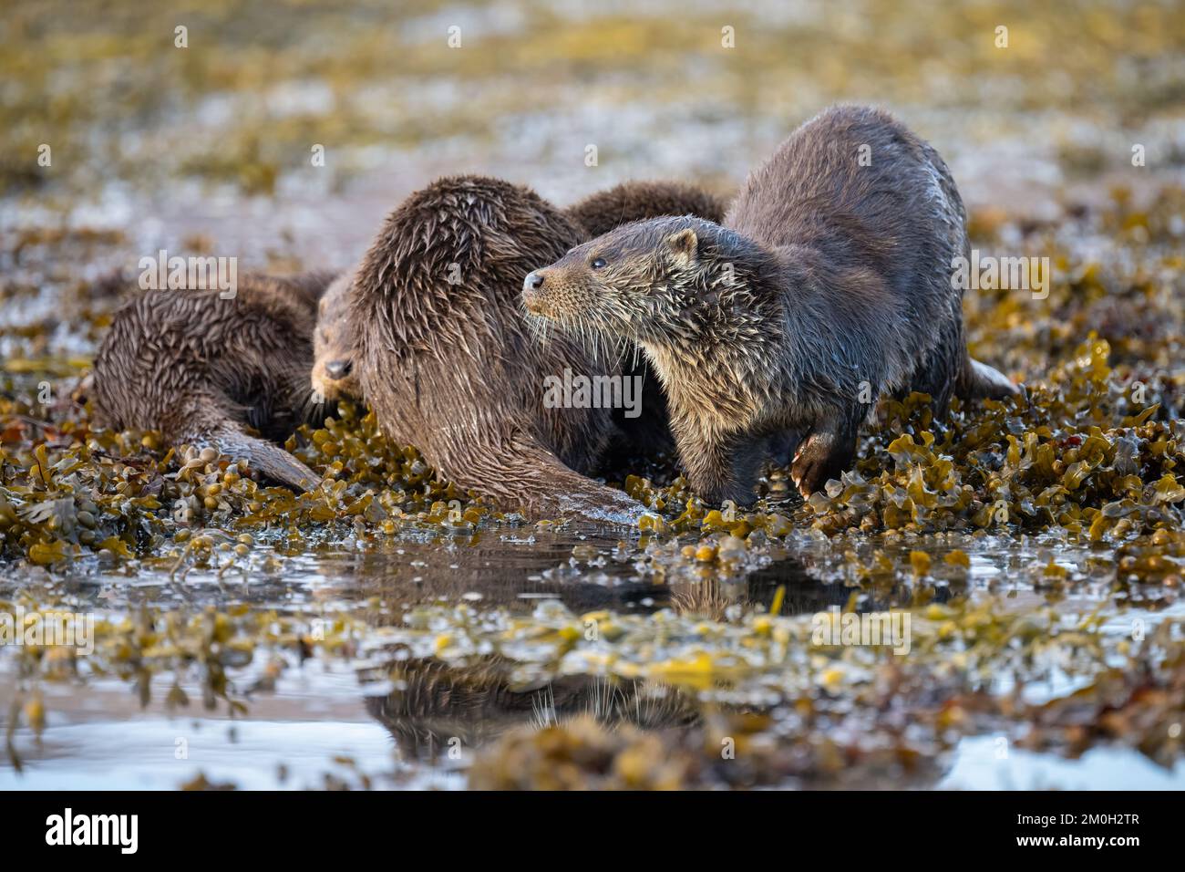 A mother and two adolescent European otters on seaweed, Isle of Mull ...