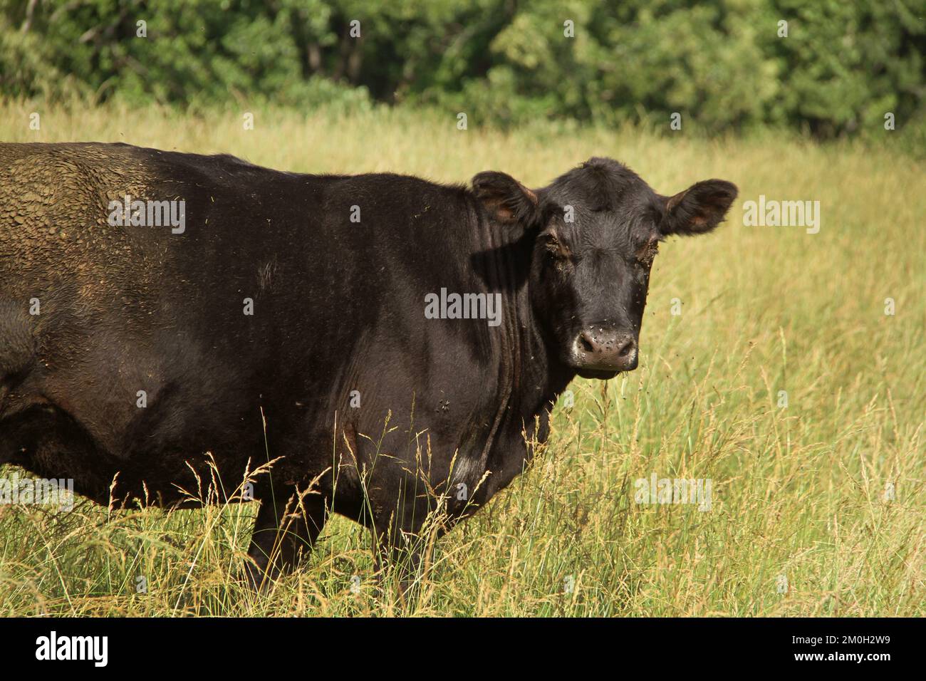 Black cows virginia hi-res stock photography and images - Alamy