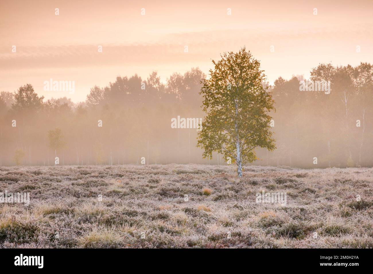 A single birch tree stands in the pastel light of dawn in a moorland ...