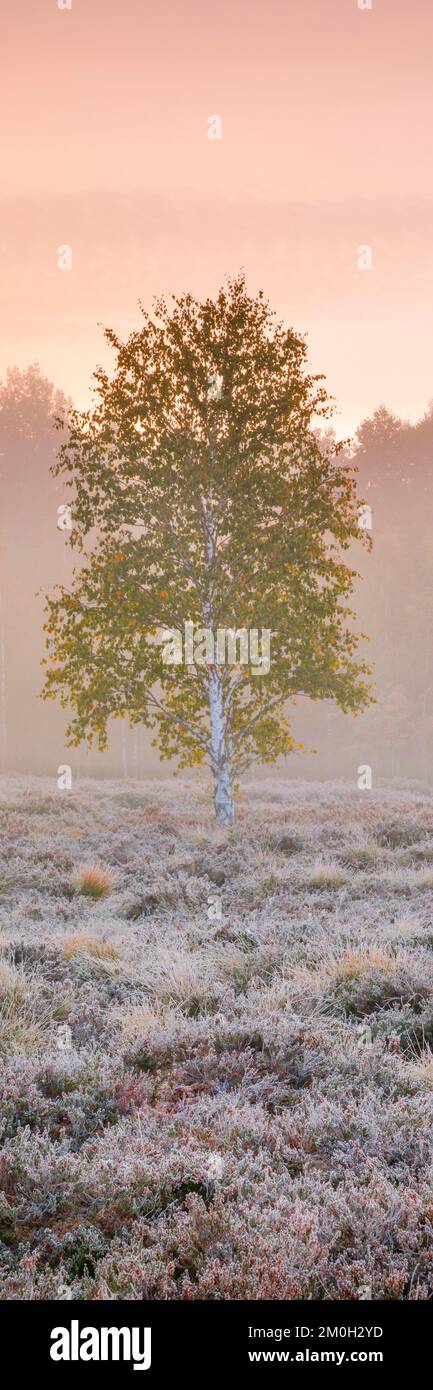A single birch tree stands in the pastel light of dawn in a moorland ...
