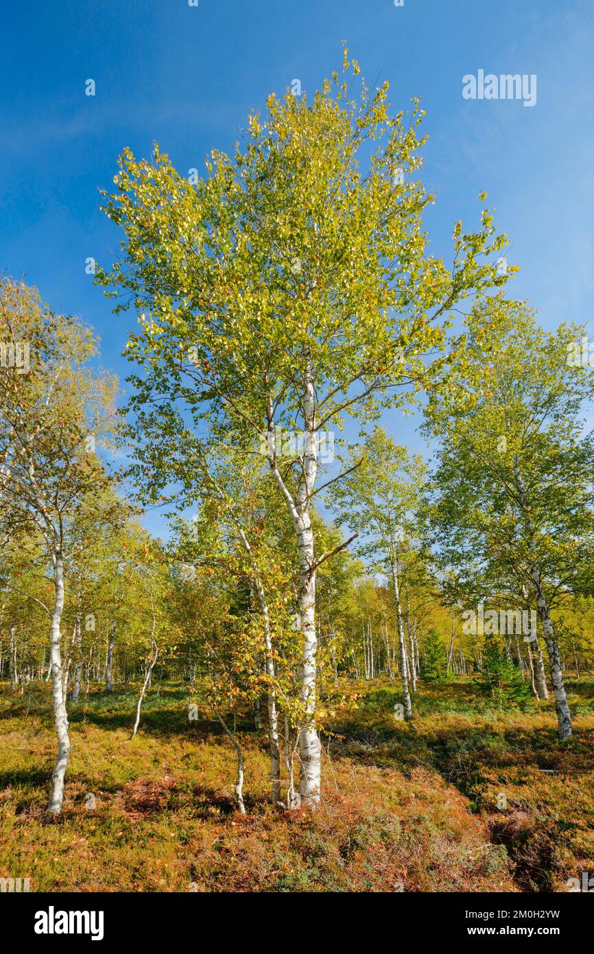 Large birch trees in early autumn with sunshine and blue sky, high moor ...