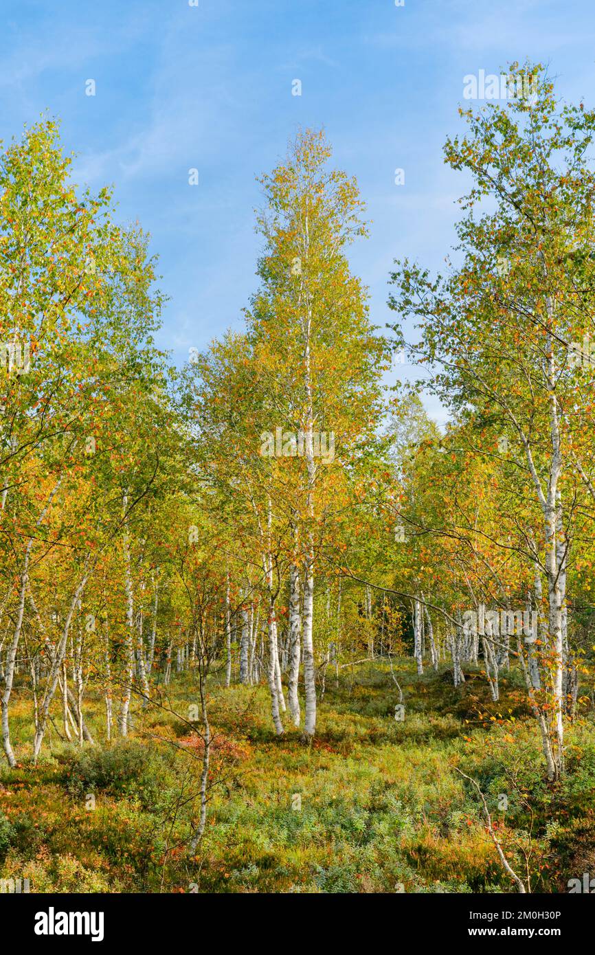 Birch forest in early autumn with sunshine and blue sky, high moor near ...