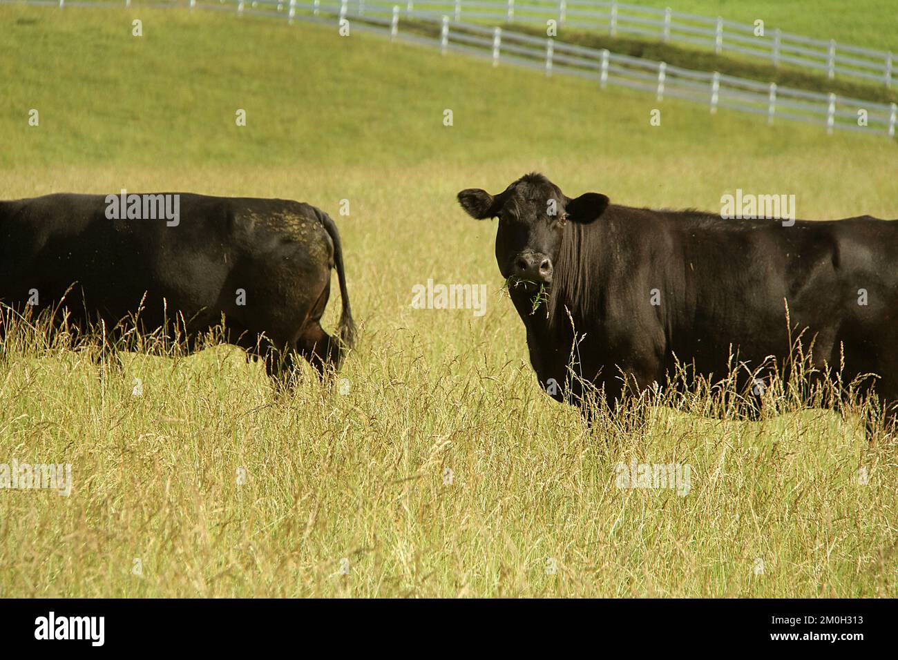 Black cows virginia hi-res stock photography and images - Alamy