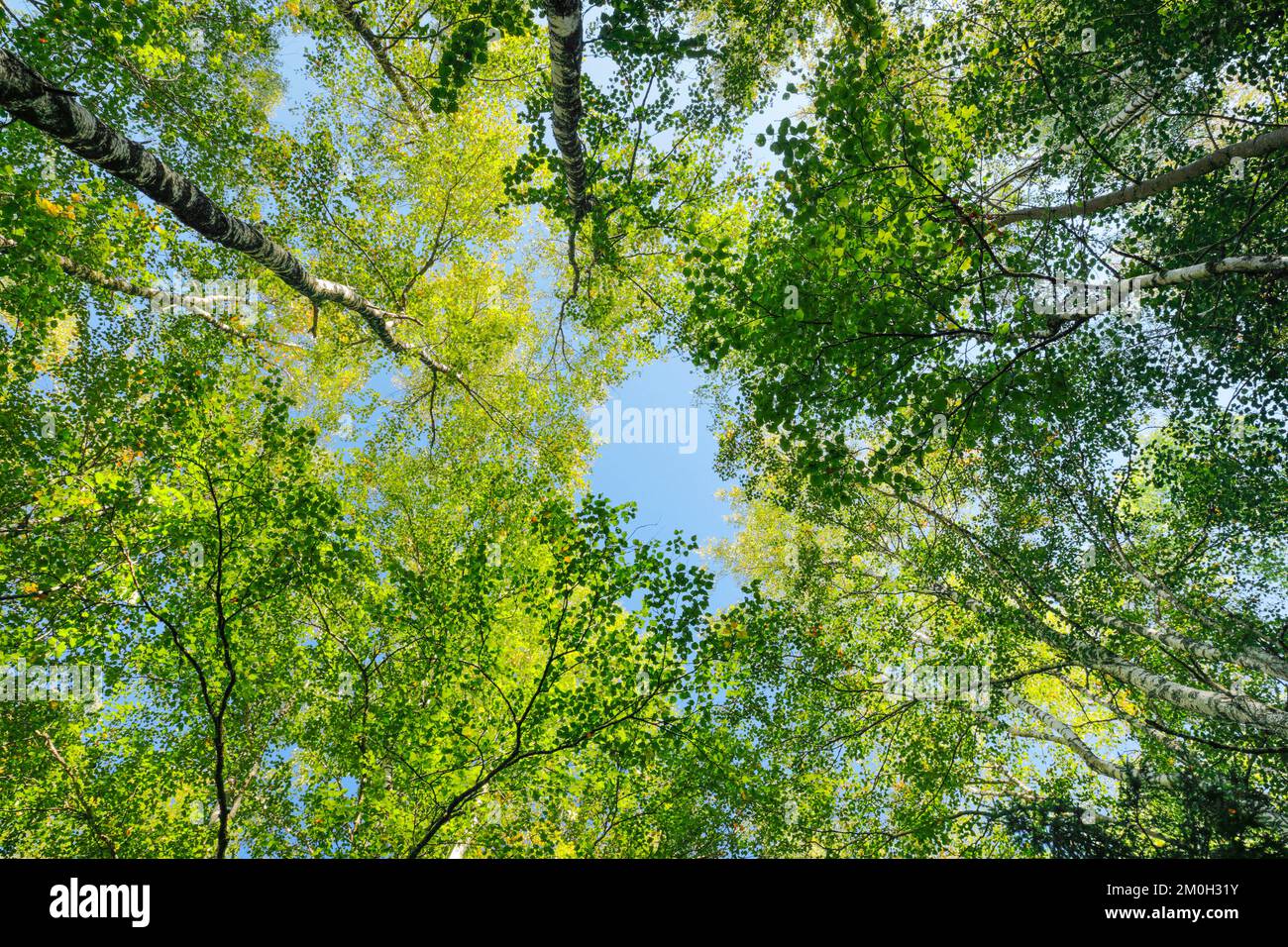 View upwards to the treetops in the birch forest, near Les Ponts-de ...