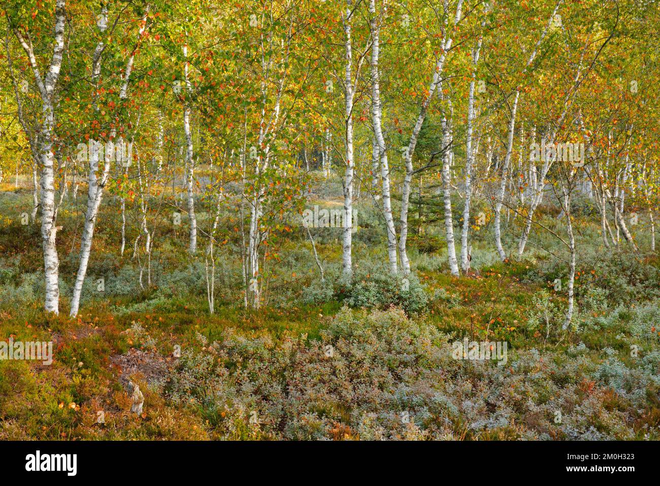 Birch forest and blueberry bushes in the high moor near Les Ponts-de ...