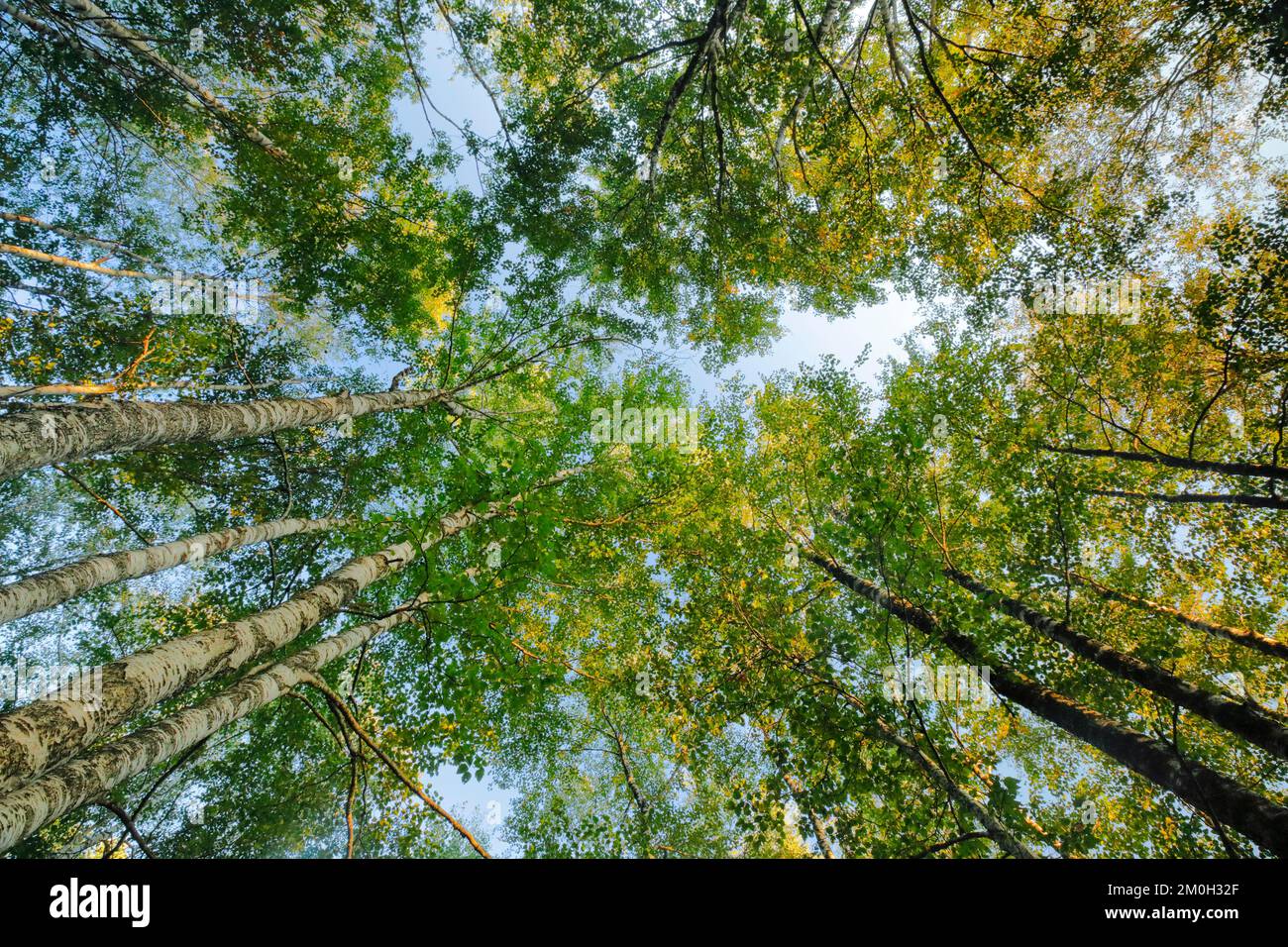 View upwards to the treetops in the birch forest at sunset, Canton Jura ...
