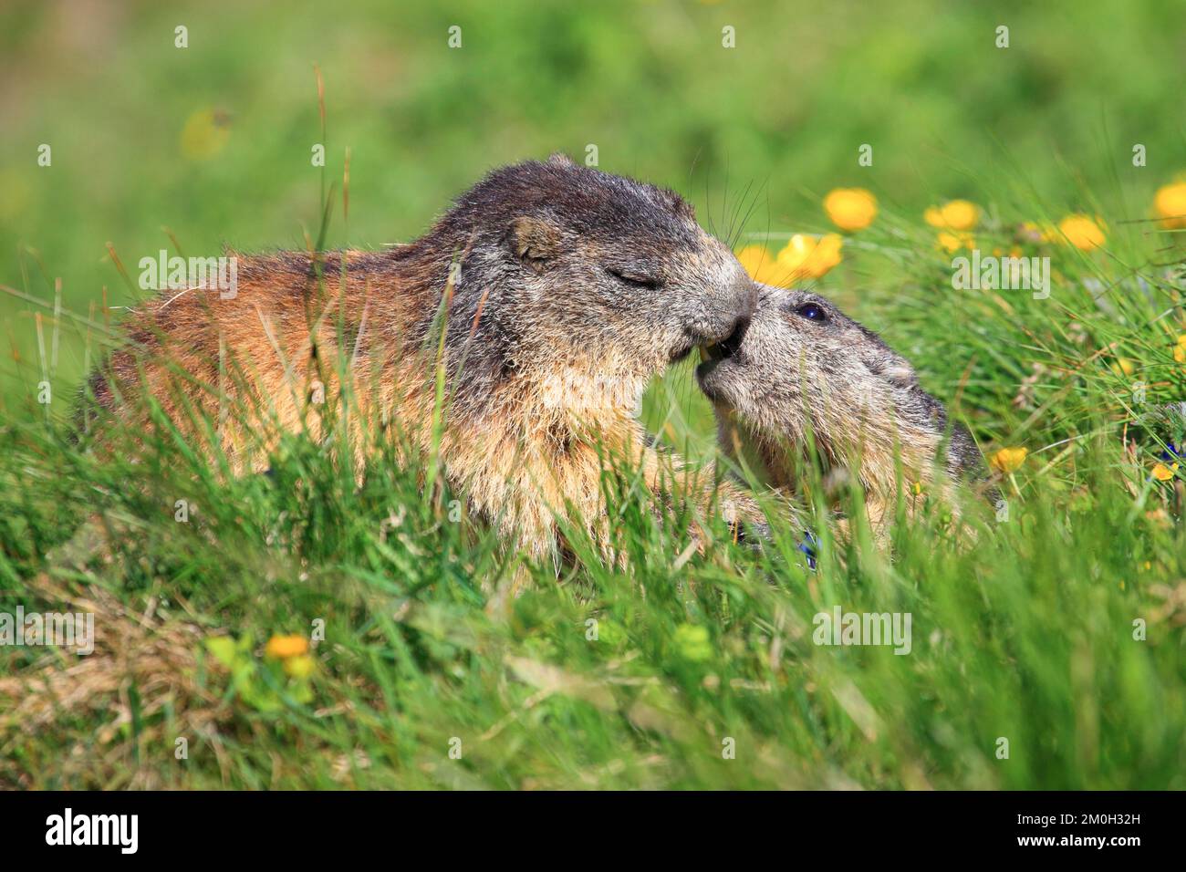 Alpine marmot couple kissing in alpine flower meadow Stock Photo - Alamy