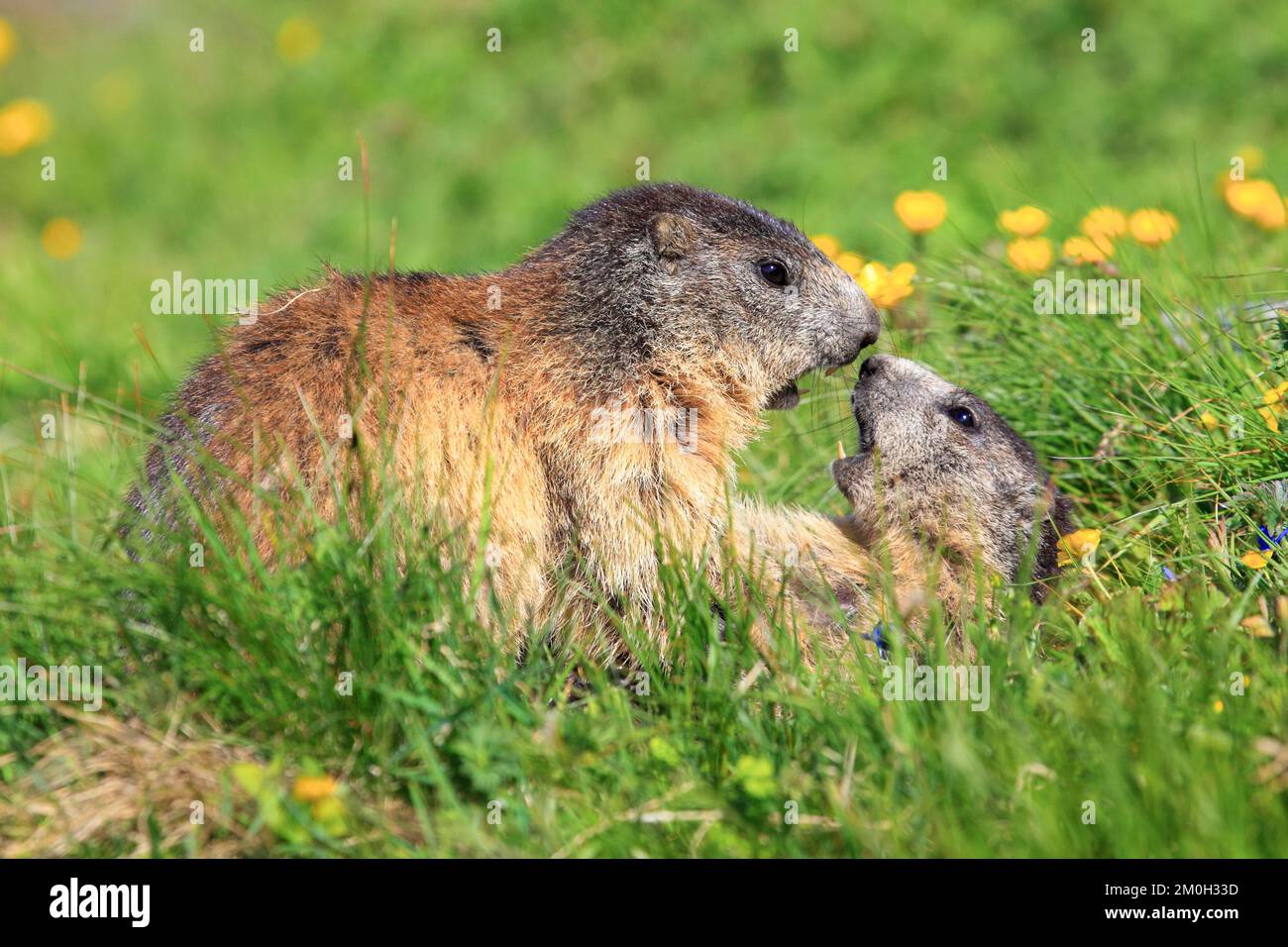 Alpine marmot couple kissing in alpine flower meadow Stock Photo - Alamy