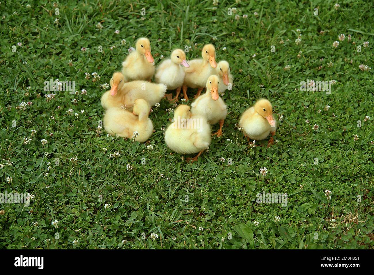 Farm ducklings hi-res stock photography and images - Alamy