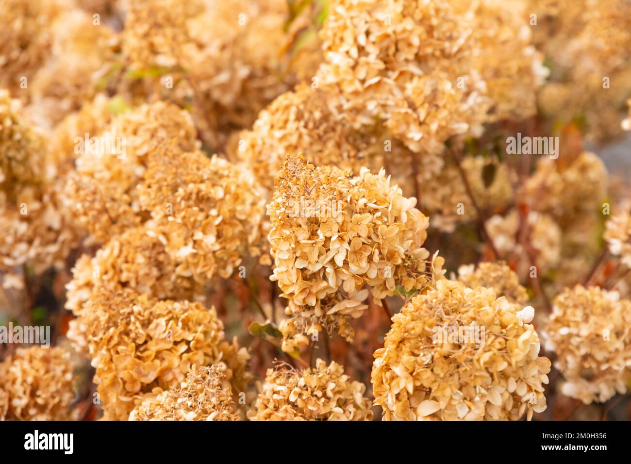 Brown dry hydrangea flowers lush bush. Texture background full frame ...