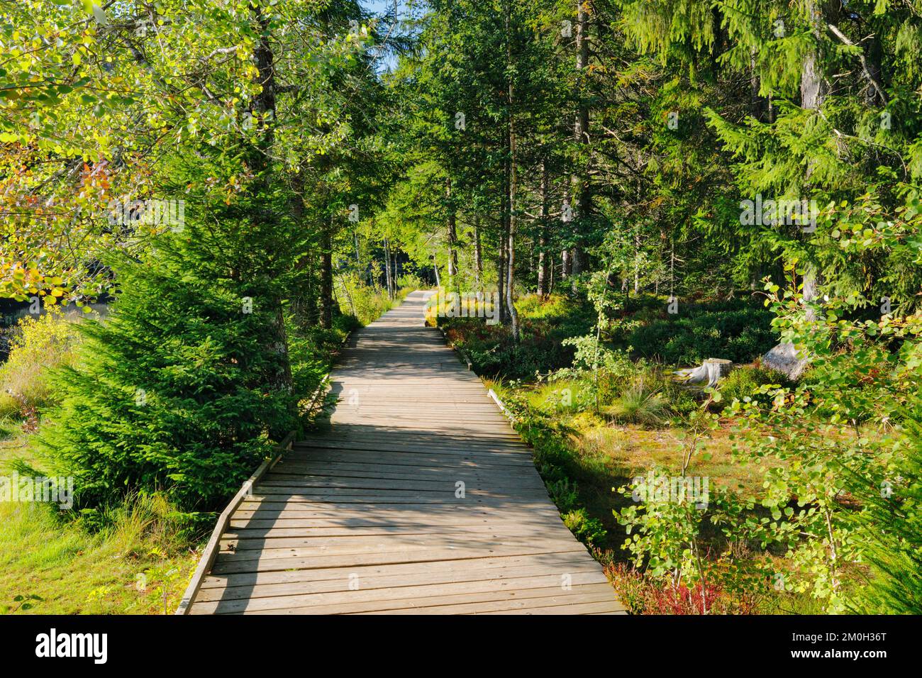 Wooden path in the forest along the Étang de la Gruère mire lake in the ...