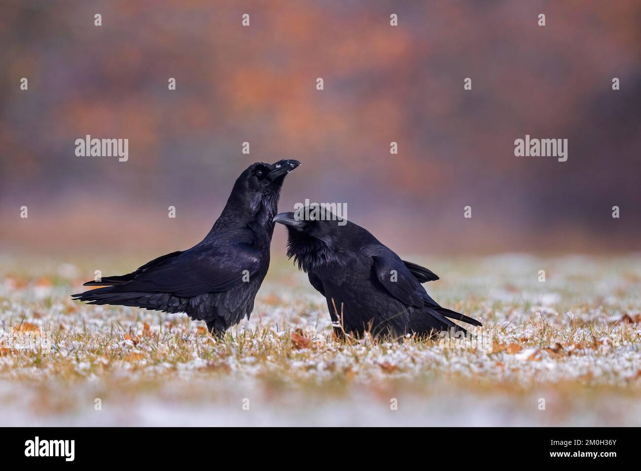Common raven (Corvus corax) mating pair, mating, autumn leaves, autumn ...