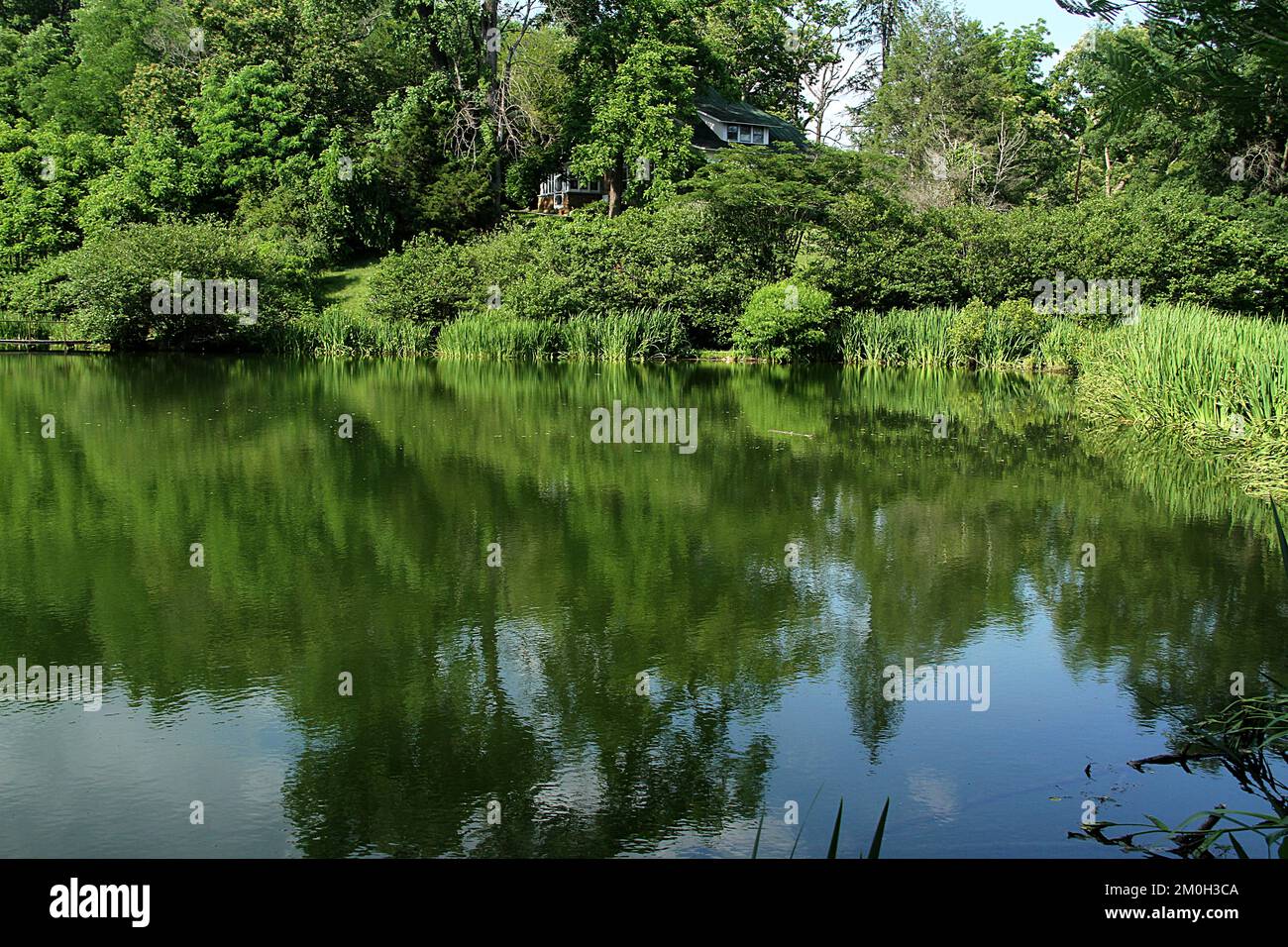 Aquatic vegetation virginia hi-res stock photography and images - Alamy